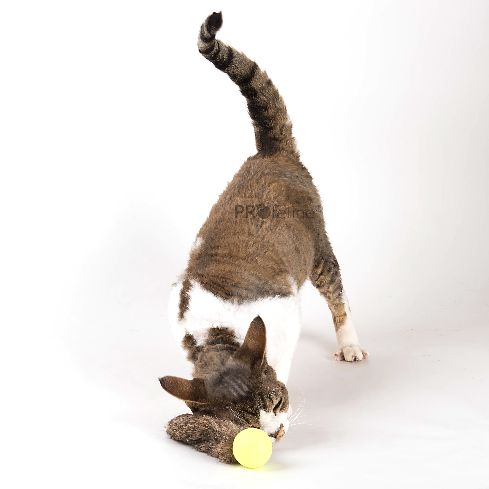 Katzenspielzeug aus den USA für spannenden Spielspaß - Entdecken Sie ...