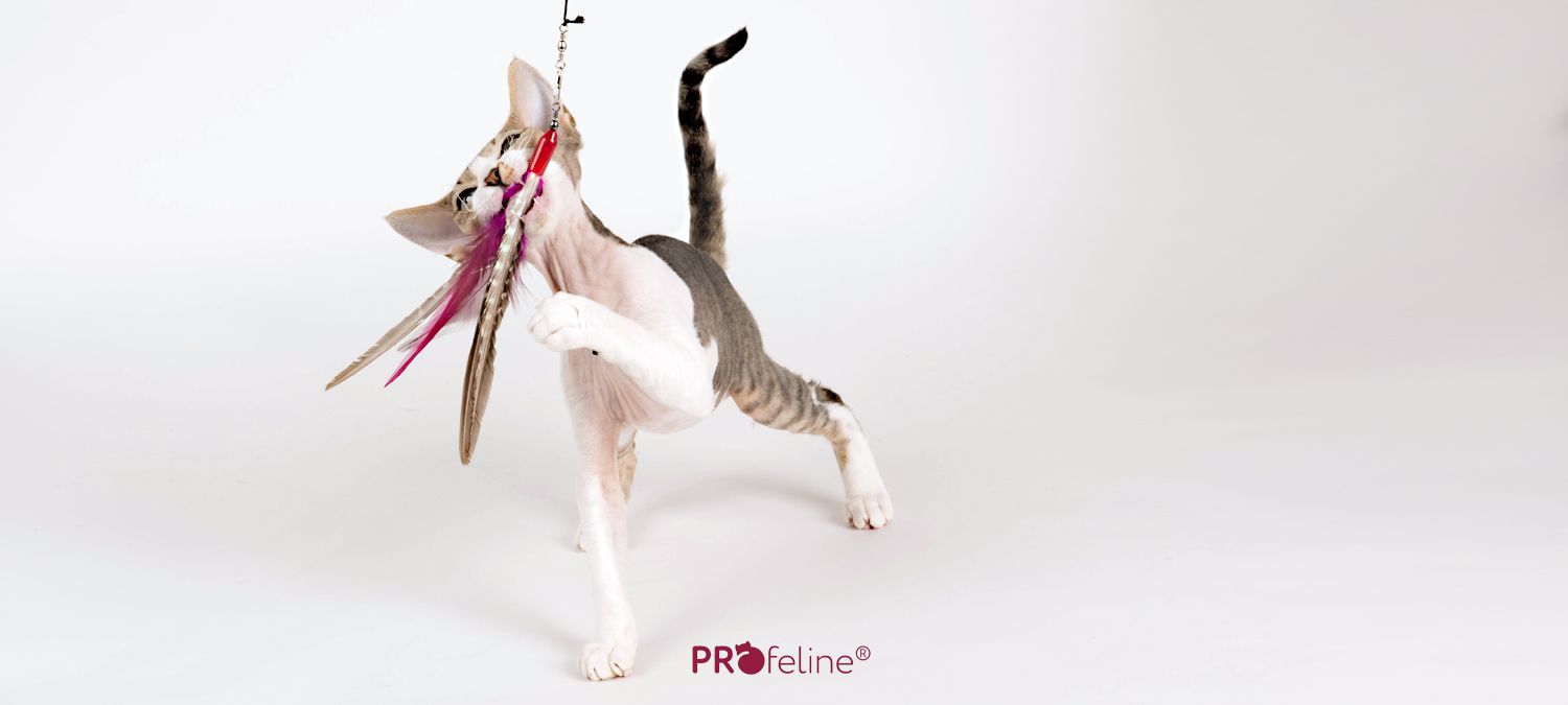 Katzenspielzeug | online Spielzeug für Katzen kaufen